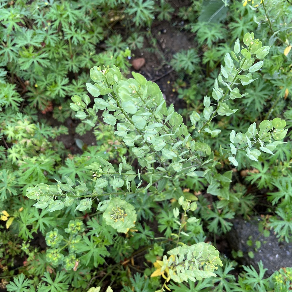 field penny-cress from Hi-tech Industrial Park Police Station Wangshu ...