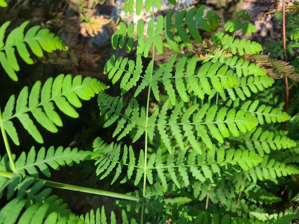 Water Fern from Cooyal NSW 2850, Australia on April 16, 2024 at 11:20 ...