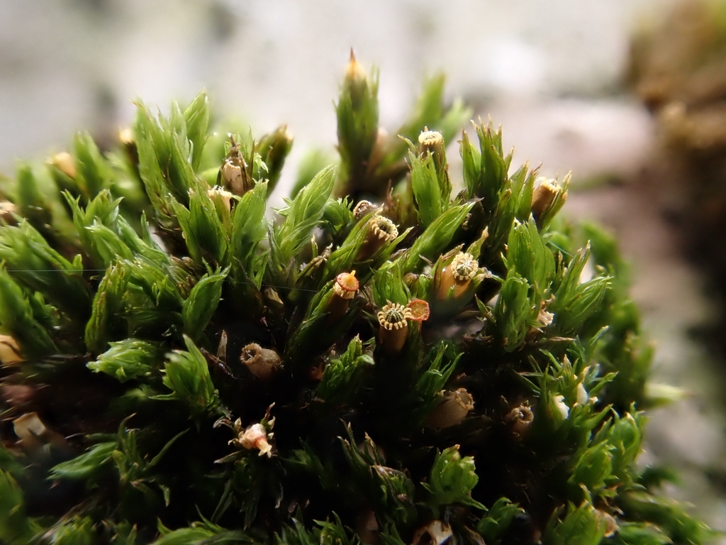 Smooth Bristle-moss from Geisingberg, 01773 Altenberg, Deutschland on ...