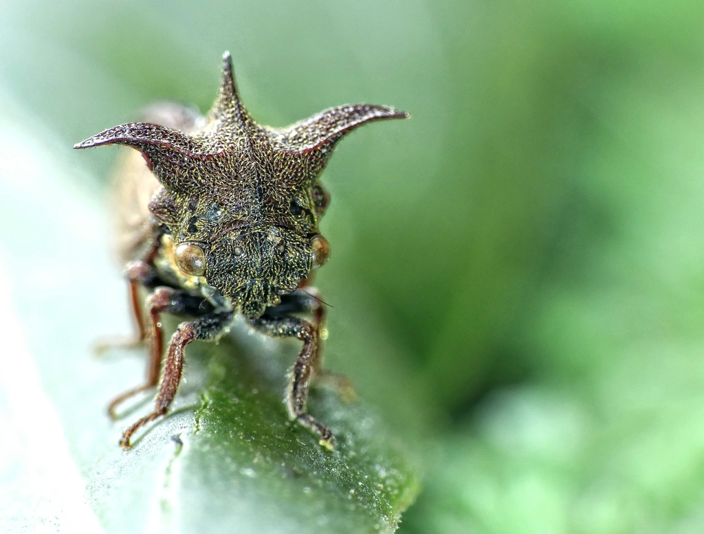 Tri-horned treehopper from Rapahoe 7803, New Zealand on April 17, 2024 ...