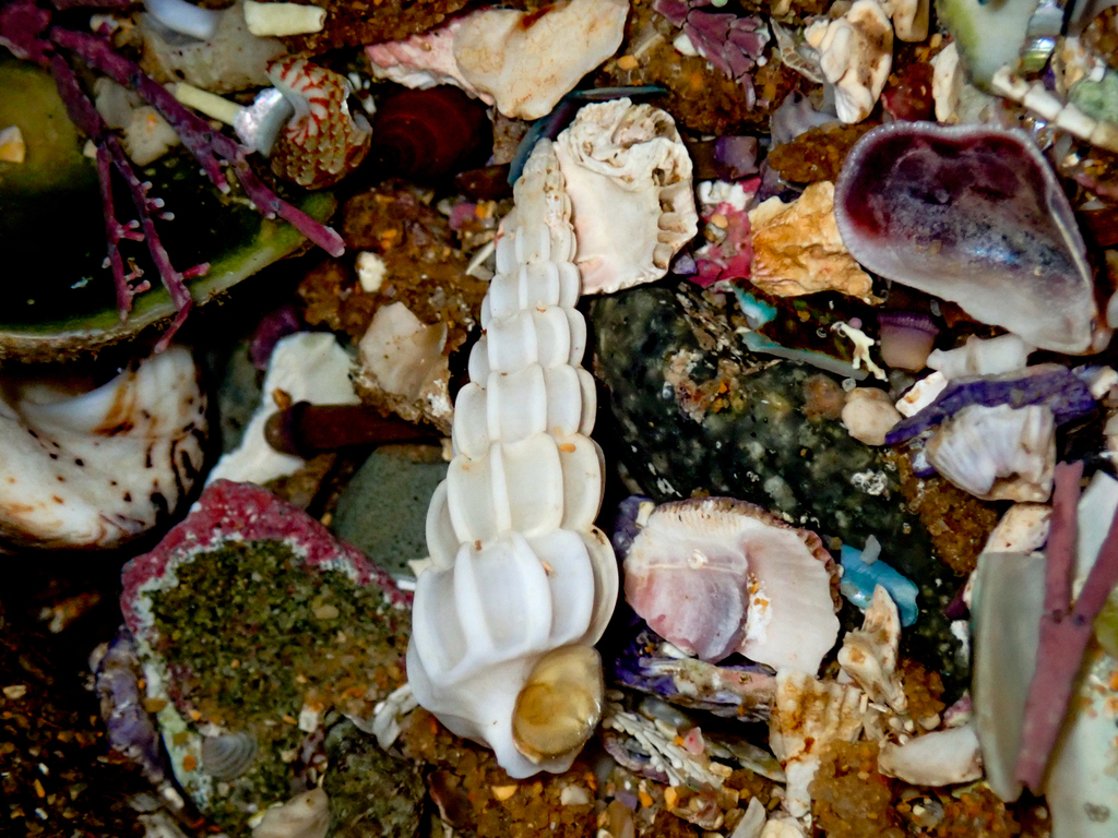 Opalia australis from Bateau Bay Beach, NSW, Australia on April 17, 2024 at 11:42 AM by Felix ...