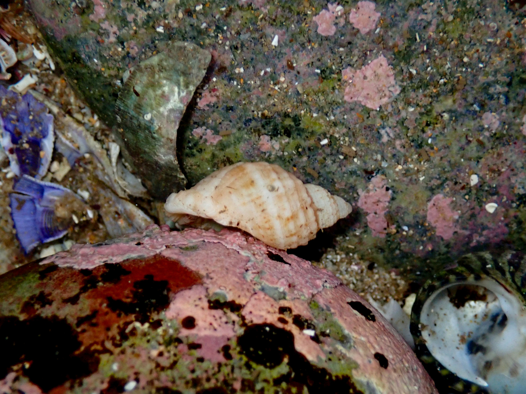 Cart-Rut Shell from Bateau Bay Beach, NSW, Australia on April 17, 2024 ...