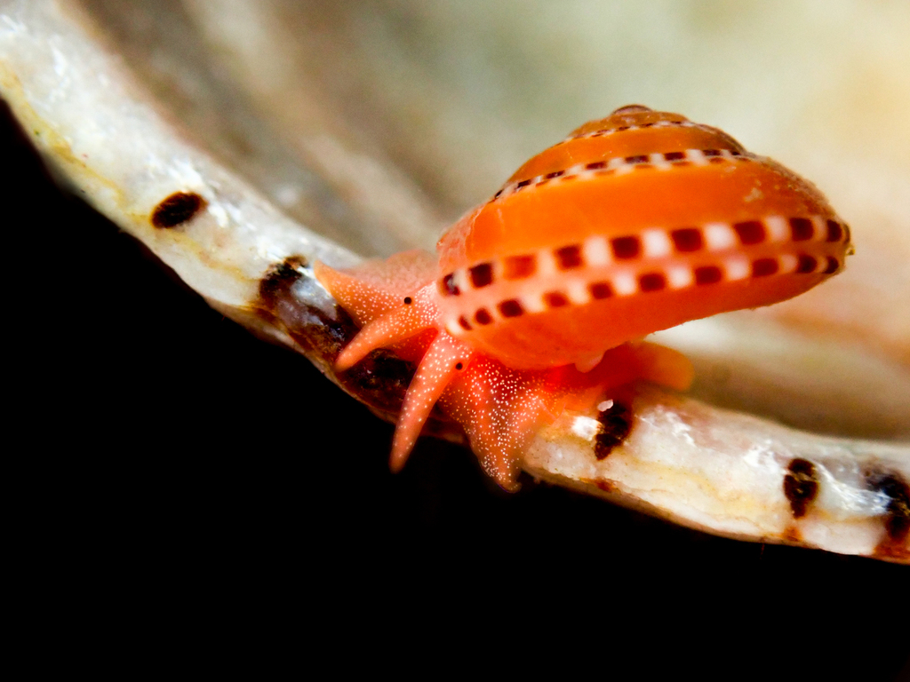 Philippia lutea from Bateau Bay Beach, NSW, Australia on April 17, 2024 at 12:08 PM by Felix ...