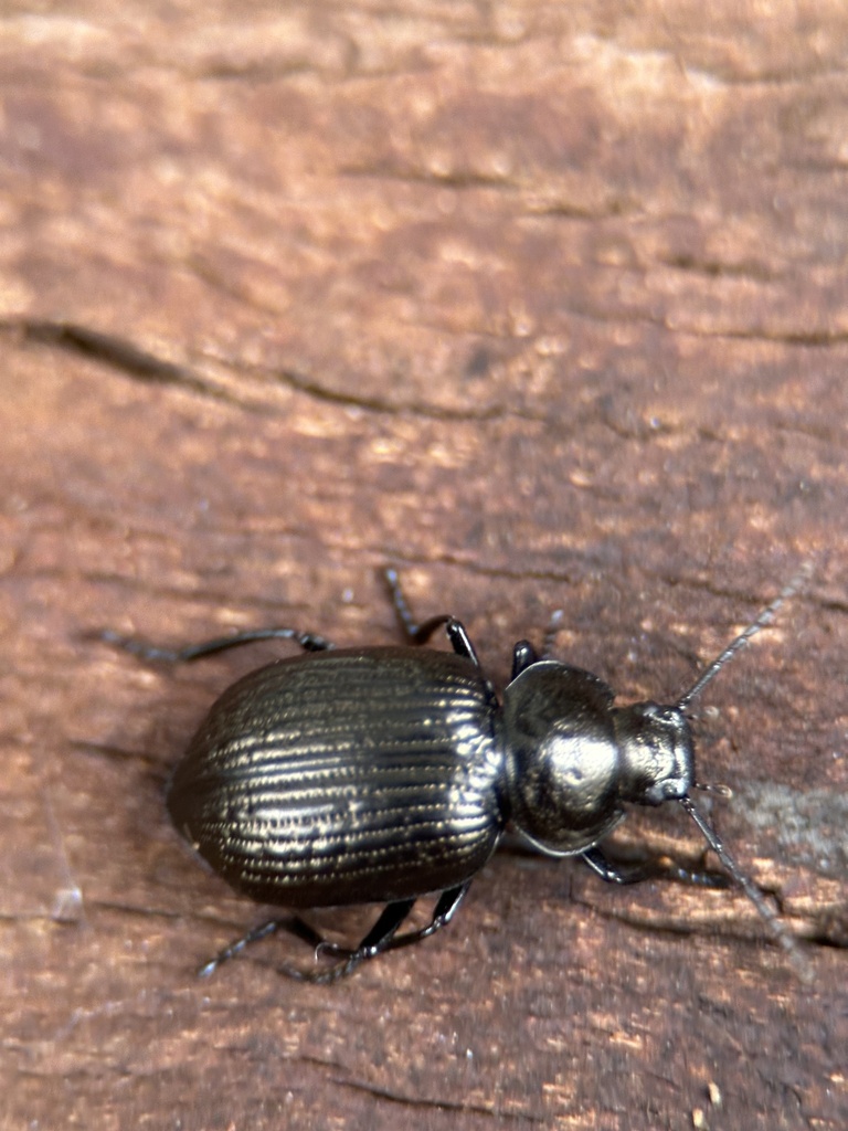 Adelium from Gresswell Nature Conservation Reserves, Macleod, VIC, AU ...