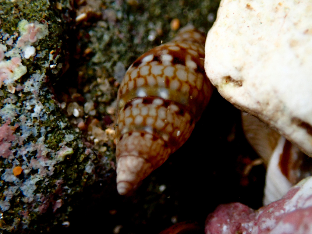 Pseudamycla dermestoidea from Bateau Bay Beach, NSW, Australia on April 17, 2024 at 12:26 PM by ...