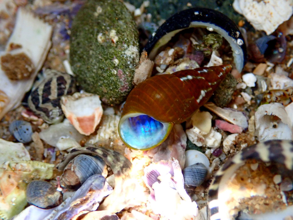 Phasianotrochus eximius from Bateau Bay Beach, NSW, Australia on April 17, 2024 at 12:42 PM by ...