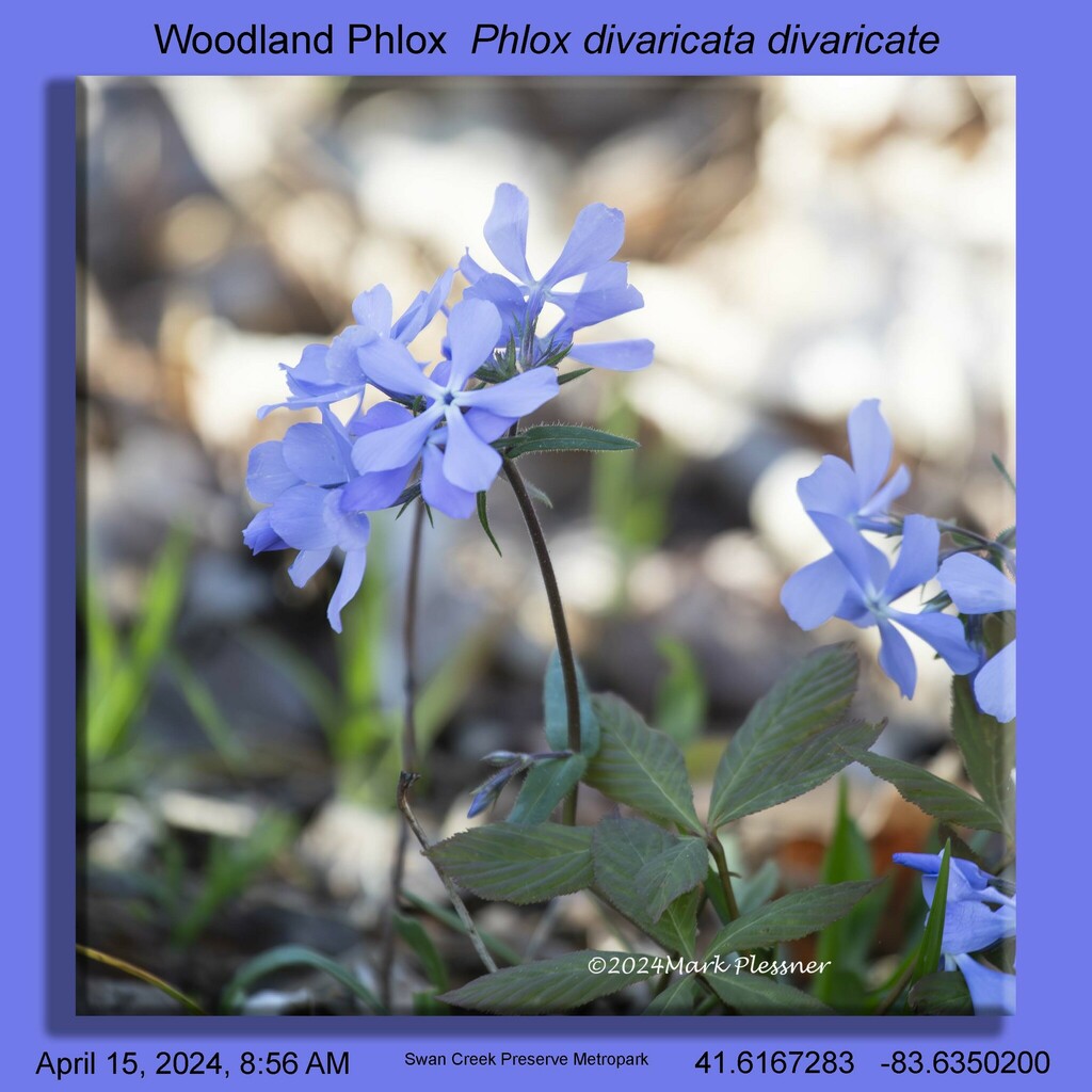 blue phlox from Glendale-Heatherdowns, Toledo, OH, USA on April 15 ...