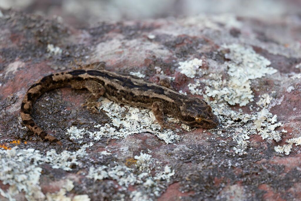 Waitaha Gecko in April 2024 by Ben Ackerley · iNaturalist