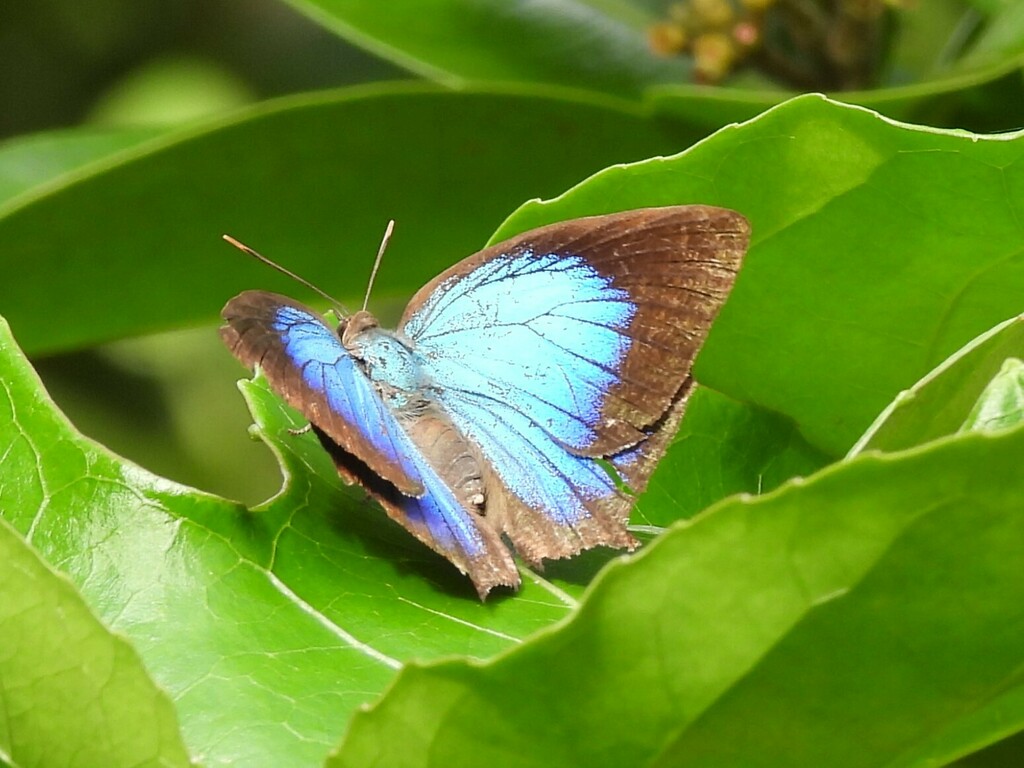 Shining Oak-blue from Cairns QLD, Australia on April 17, 2024 at 01:48 ...