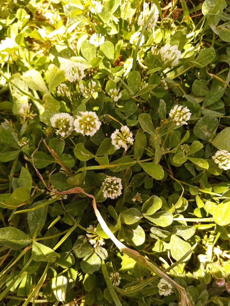 small white clover from 44022 Comacchio FE, Italia on April 17, 2024 at ...