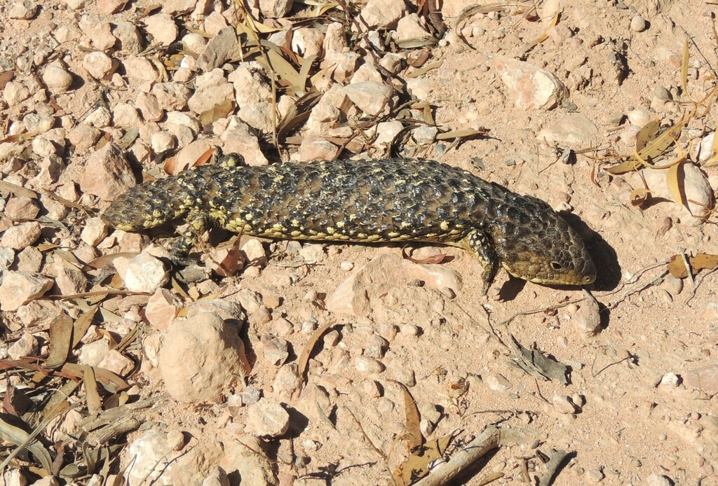 Shingleback from Clements Gap SA 5523, Australia on April 15, 2024 at ...
