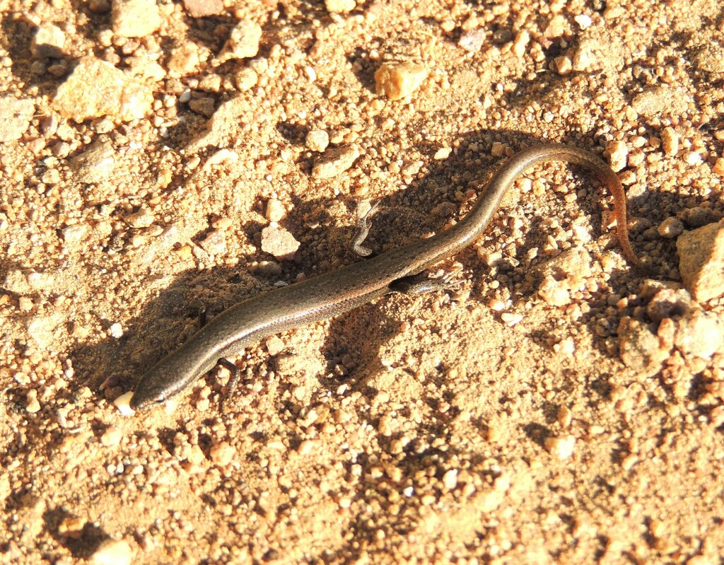 Common Dwarf Skink from Clements Gap SA 5523, Australia on April 15 ...