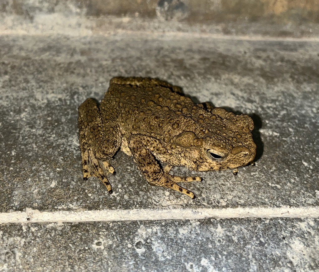 River Toad from Langkawi Island, Langkawi, Kedah, MY on April 16, 2024 ...