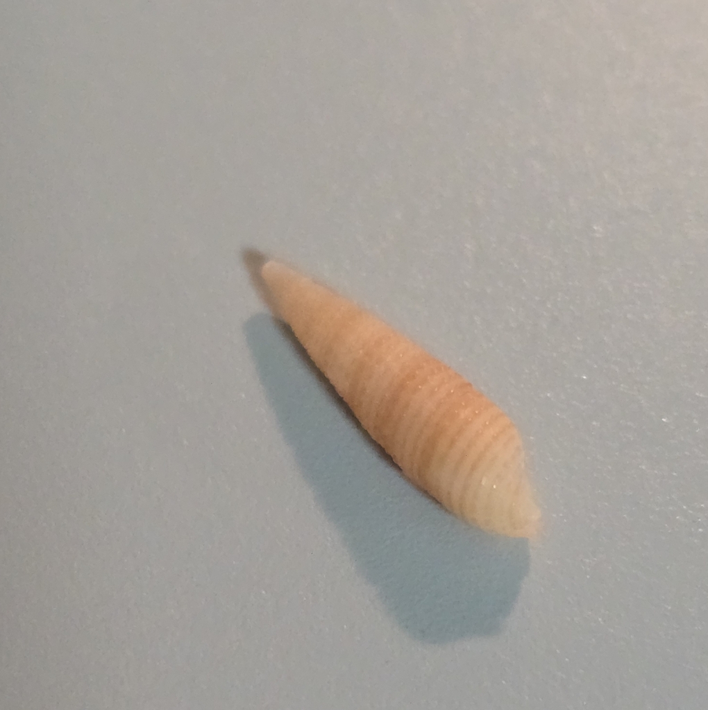 Caenogastropods from Stansbury on April 17, 2024 by saltyseaurchinbeachcombing. In a pile of ...