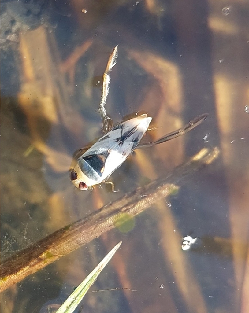 Grousewinged Backswimmer in April 2024 by lhsk · iNaturalist
