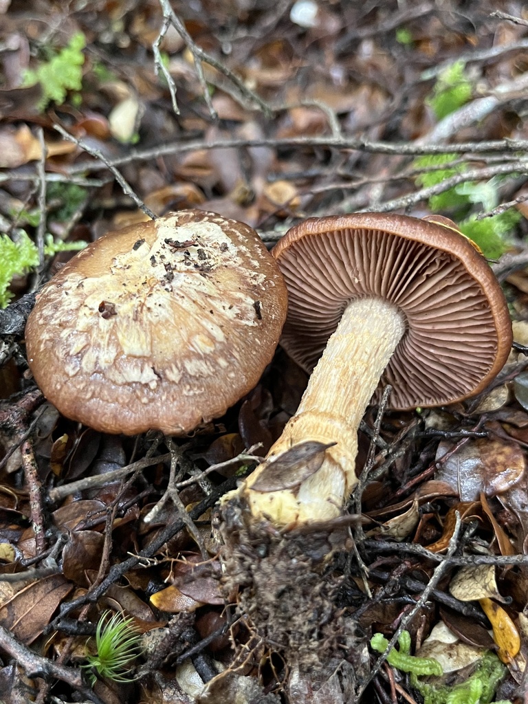 Cortinarius subcastanellus from Fiordland National Park, Fiordland ...