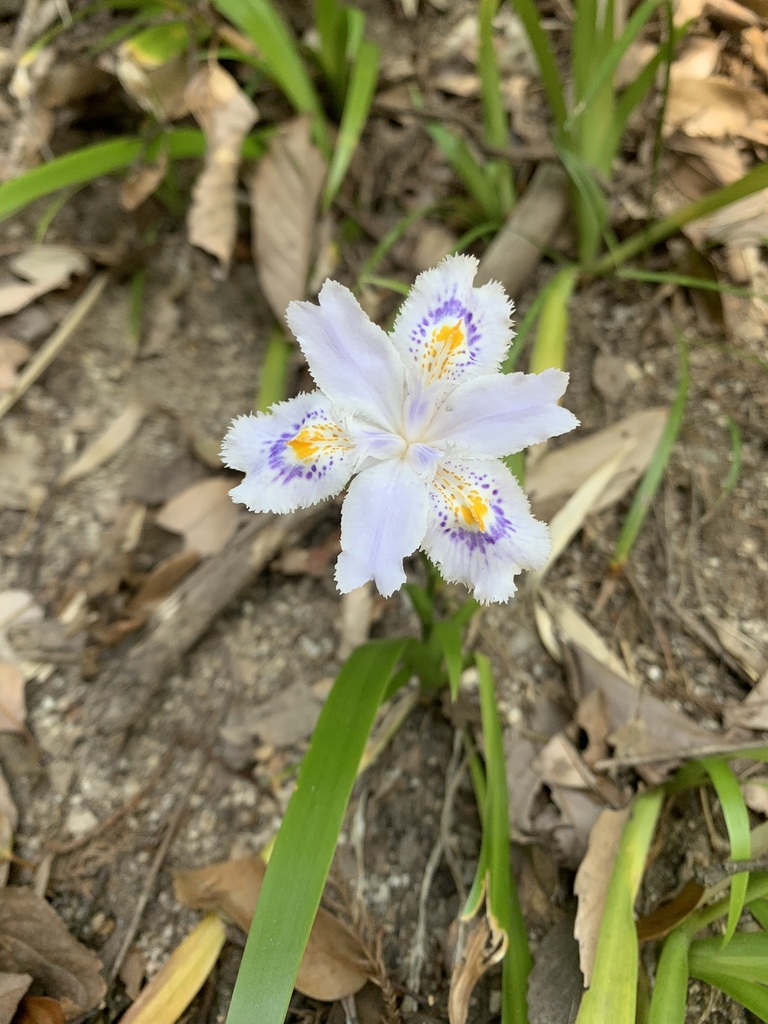Fringed Iris from Hasamamachi Honoki, Yufu, Oita 879-5525, Japan on April 13, 2024 at 03:29 PM ...