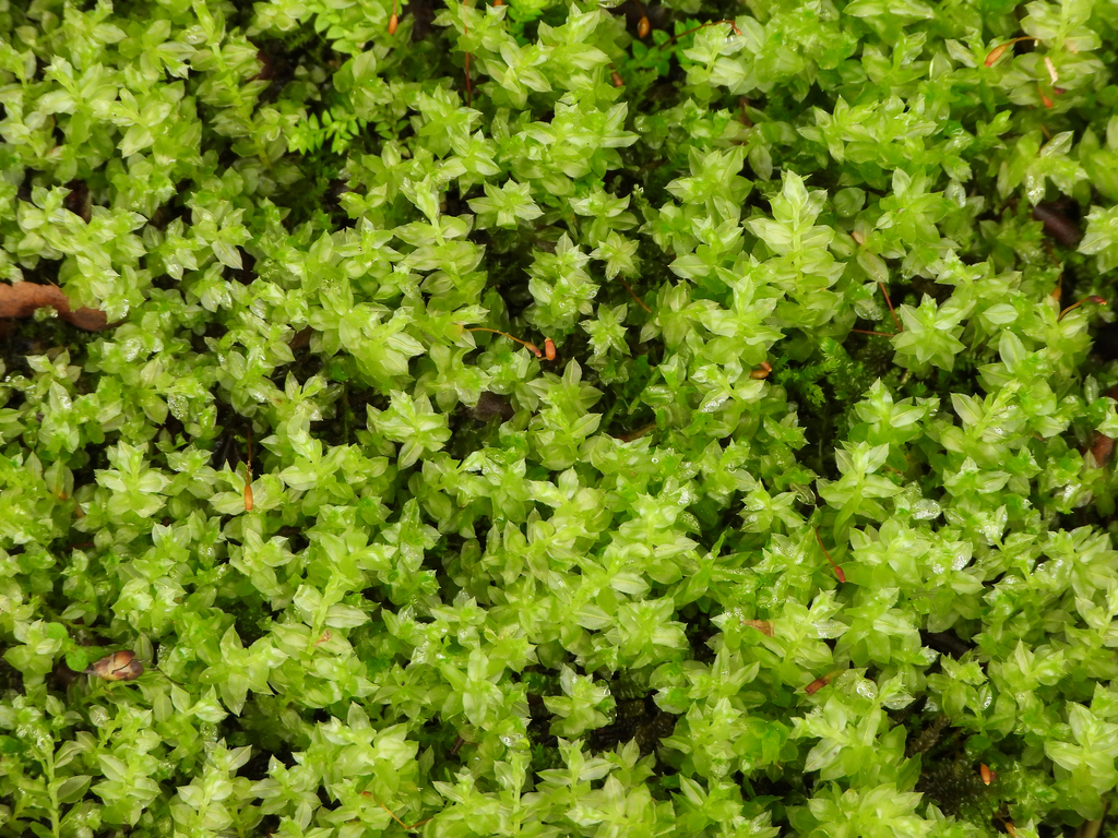 Woodsy Thyme-moss from Yinzhou, Ningbo, Zhejiang, China on April 12 ...