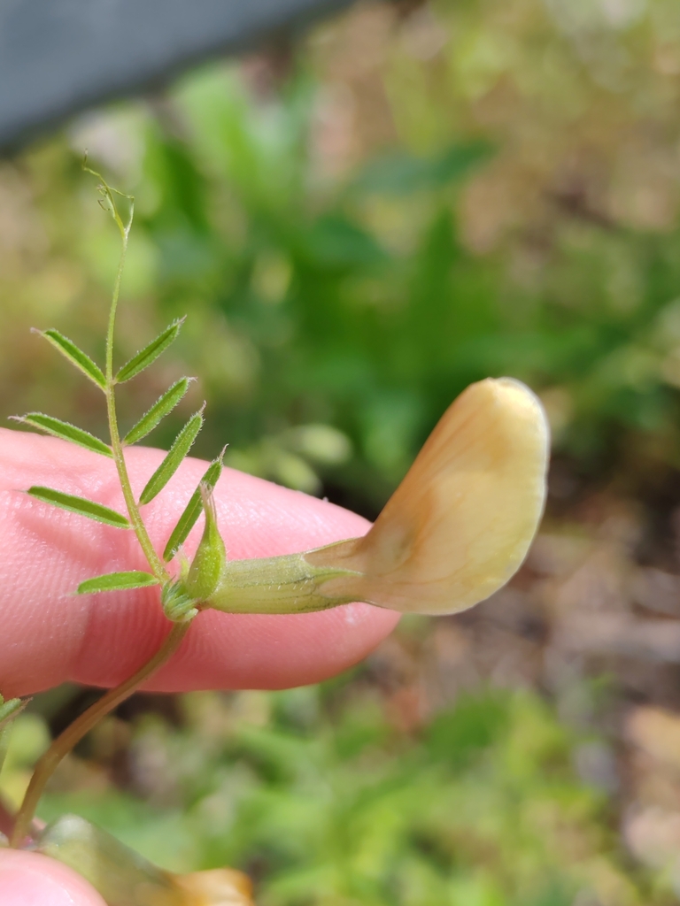 Large yellow vetch from Pince Customs (SI-HU), 9220 Pince, Slovenia on ...