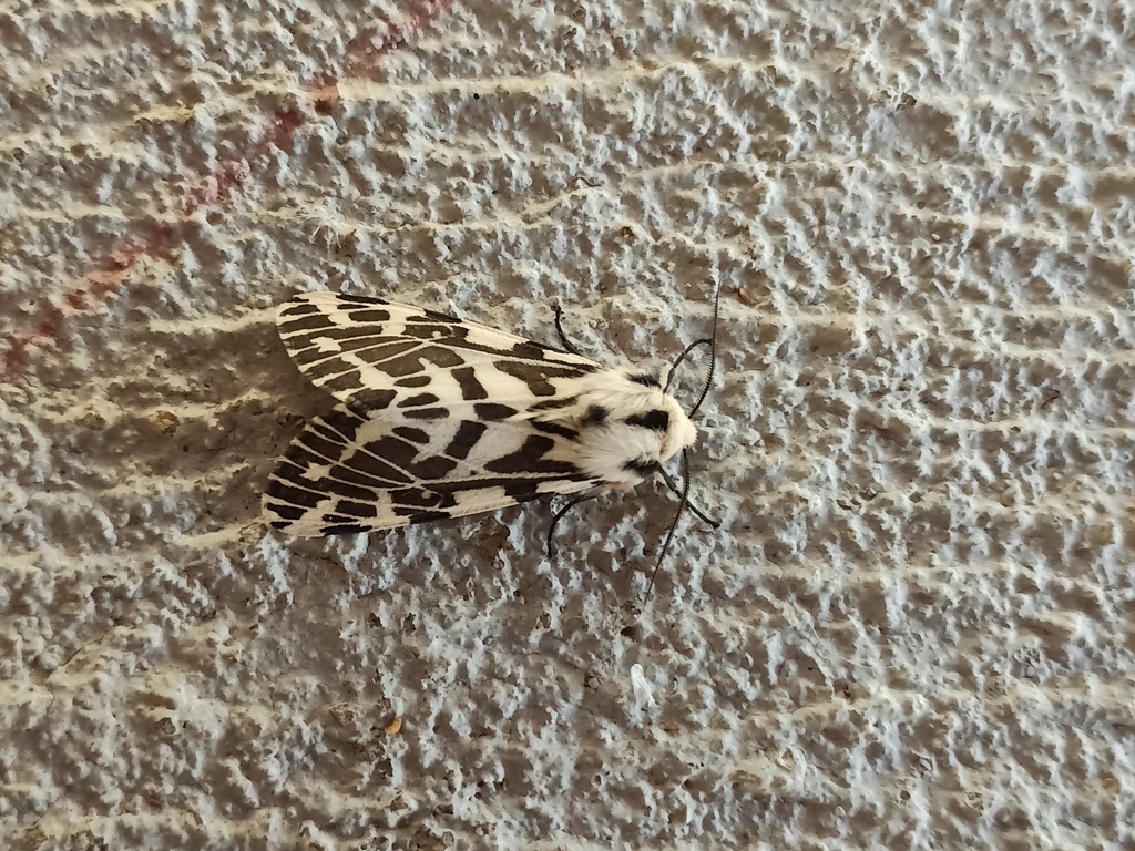 black-and-white tiger moth from Wilmington SA 5485, Australia on April ...