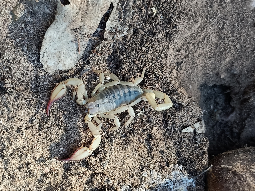 Flinders Ranges Scorpion from Wilmington SA 5485, Australia on April 16 ...