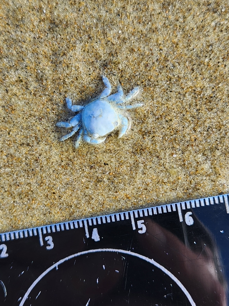 Gulfweed Crab from Northland, New Zealand on April 17, 2024 at 09:49 AM ...