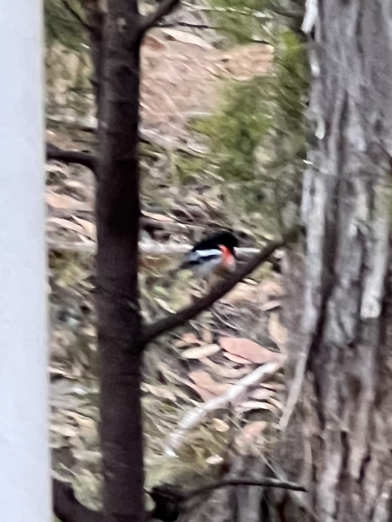 Eastern Scarlet Robin from Cleland Conservation Park, Cleland, SA, AU ...