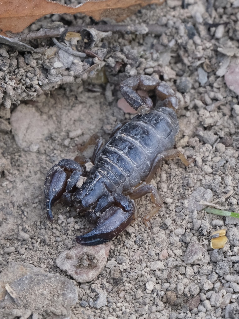 black rock scorpion in April 2024 by gggpellas · iNaturalist