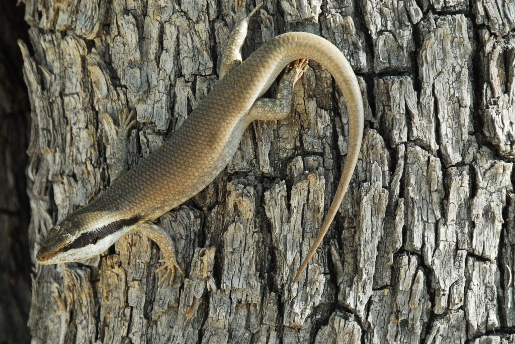 Ovambo Tree Skink from Oshikoto Region, Namíbia on November 2, 2009 at ...