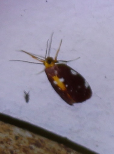 Native Fig Moth from Smiths Lake NSW 2428, Australia on April 17, 2024 ...