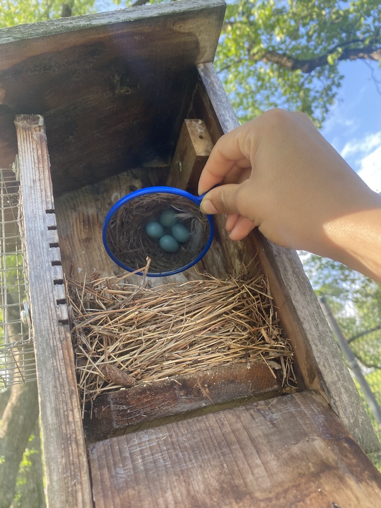 Eastern Bluebirds