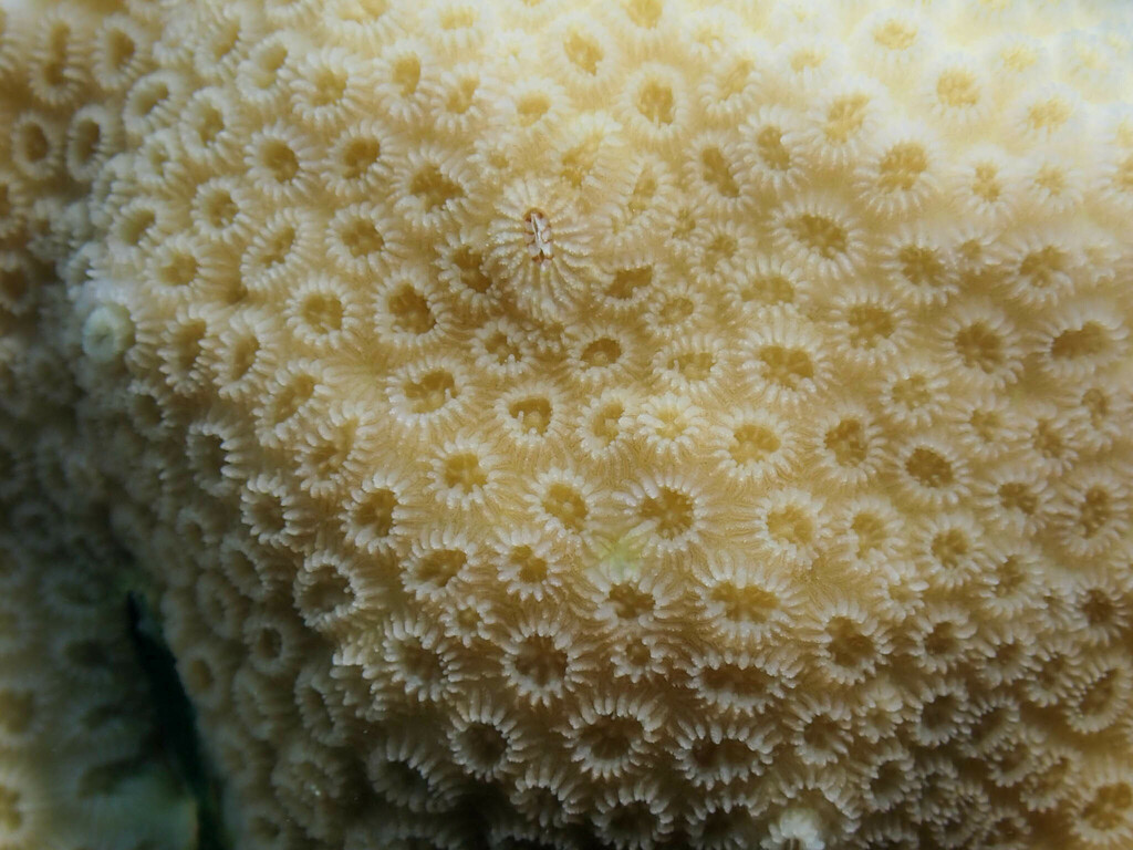 Knob Coral in February 2024 by Raphael Forns · iNaturalist
