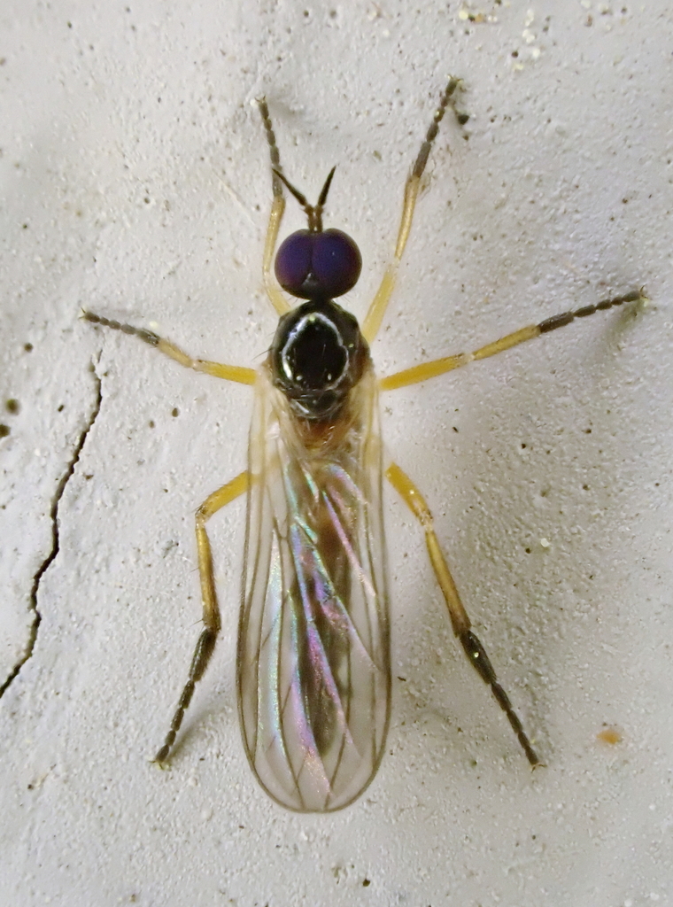 Rhamphomyia from Chesterfield County, VA, USA on April 17, 2024 at 06: ...