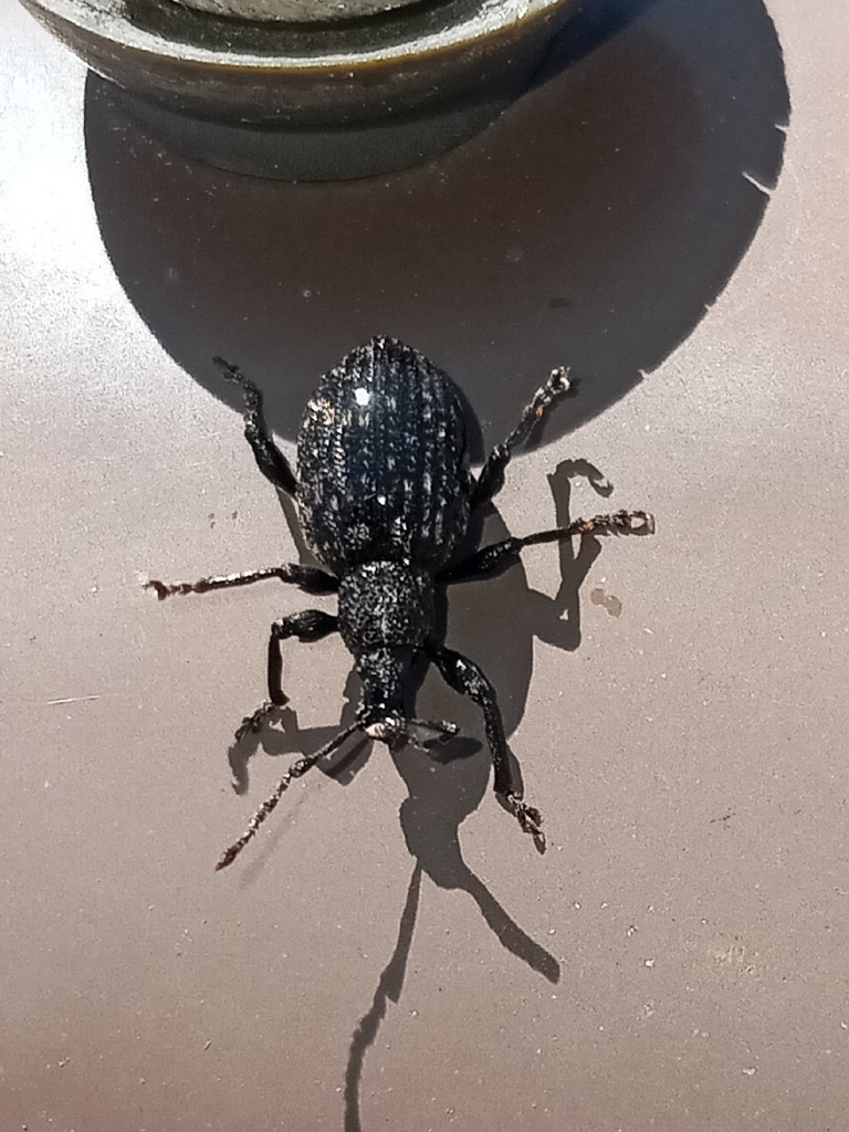 Black Vine Weevil from Jasper Township, MI, USA on April 15, 2024 at 01 ...