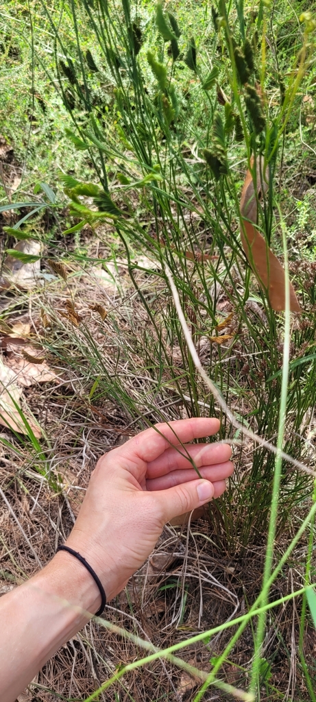 Forked Comb Fern from Burpengary QLD 4505, Australia on April 15, 2024 ...