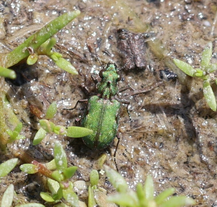 Delta Green Ground Beetle in April 2024 by nmoorhatch · iNaturalist