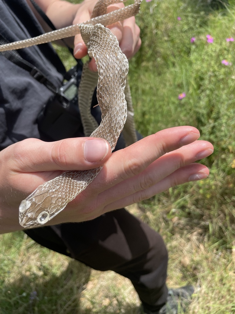 Eastern Montpellier Snake from Corfu, Chlomatiana, Ionian Islands, GR ...