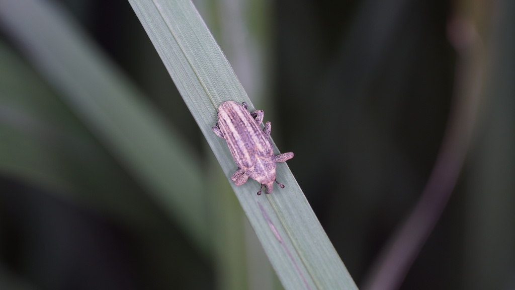 Sternuchopsis from 中国福建省泉州市德化县 on April 16, 2024 at 08:08 AM by be259 ...