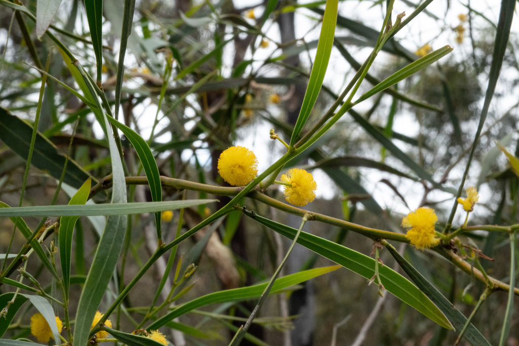 wattles from Stirling Range National Park WA 6338, Australia on October ...