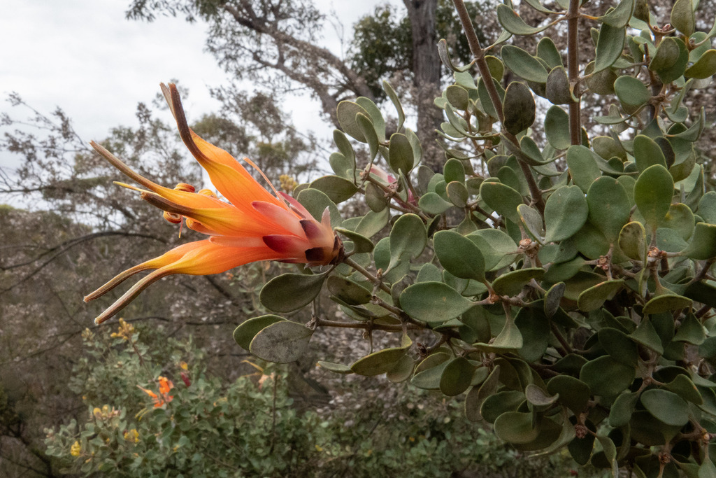 Chittick from Stirling Range National Park WA 6338, Australia on ...
