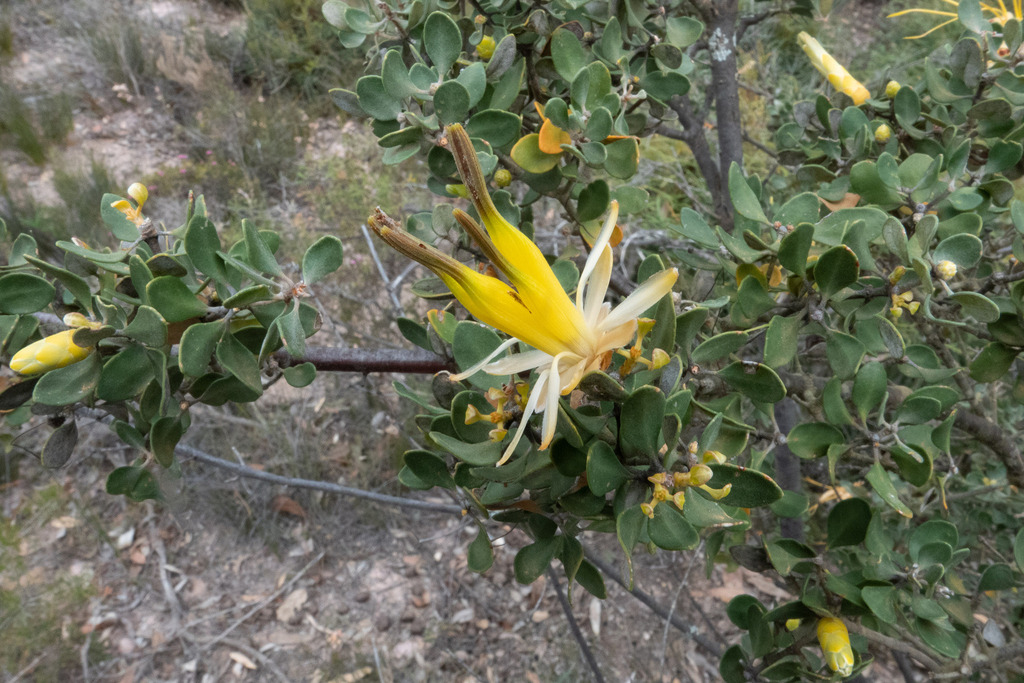 Chittick from Stirling Range National Park WA 6338, Australia on ...