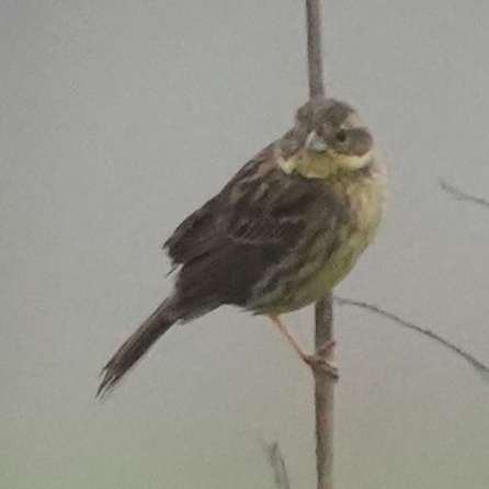 Yellow-breasted Bunting from 浙江省台州市玉环市 on April 14, 2024 at 11:52 AM by ...