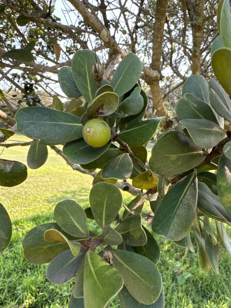 Coastal red milkwood from Umdoni Park Golf Club, Pennington, KZN, ZA on ...