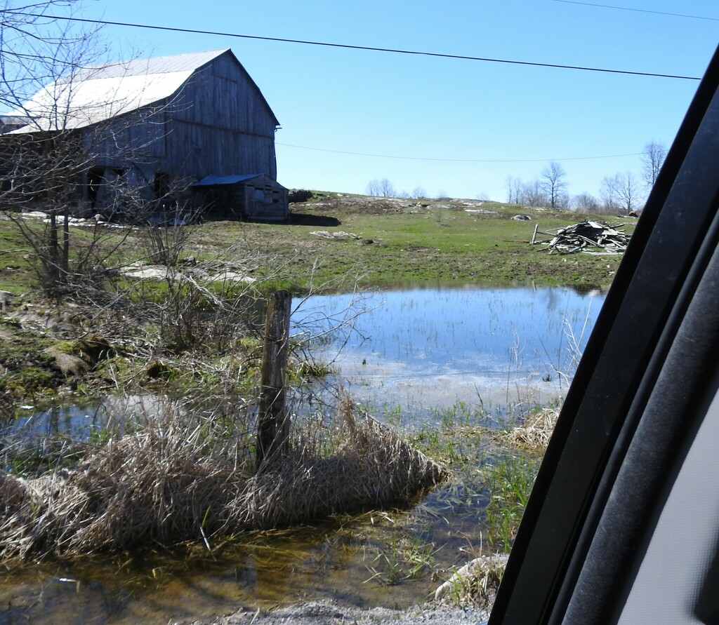 Boreal Chorus Frog from Lennox and Addington, Ontario, Canada on April ...