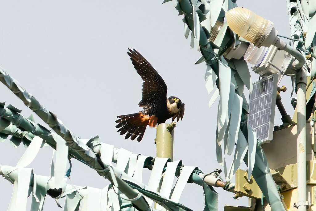 Bat Falcon from Vila do Abraão, Angra dos Reis - RJ, Brasil on March 12 ...