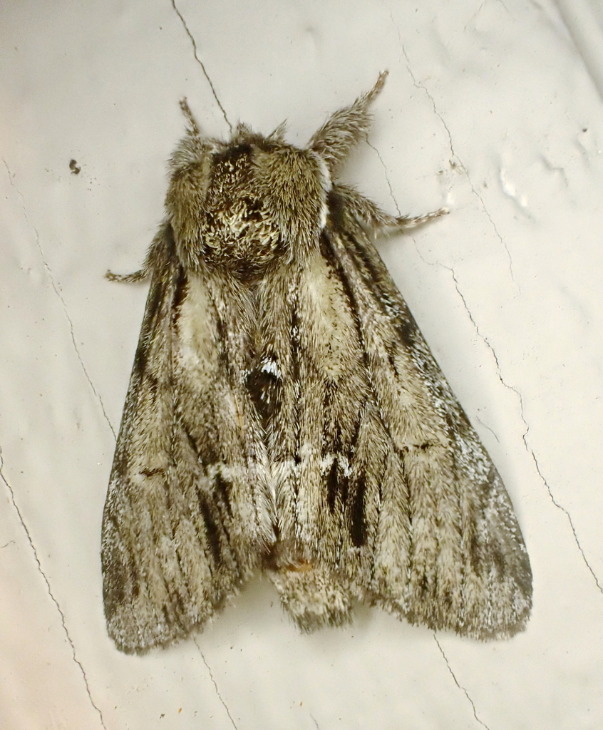 Georgian Prominent from Chesterfield County, VA, USA on April 17, 2024 ...