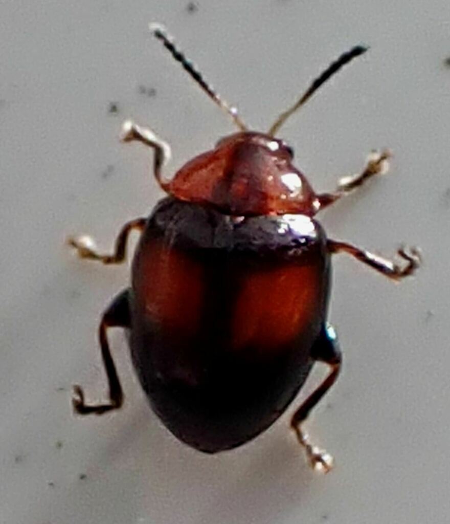 Cucujiform Beetles from Nerang QLD, Australia on April 15, 2024 at 11: ...