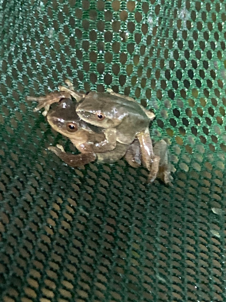 Spring Peeper from Wyoming County, NY, USA on April 11, 2024 at 10:26 ...