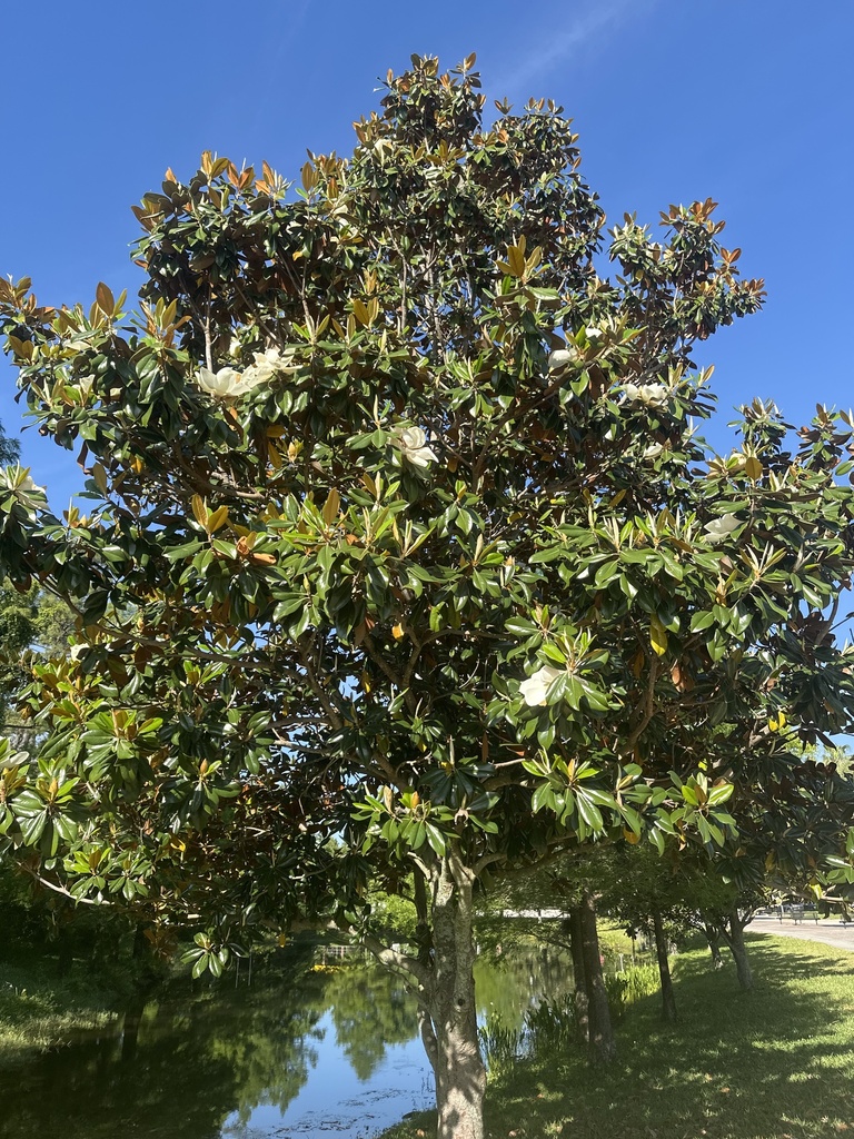 southern magnolia from University of Central Florida, Orlando, FL, US ...
