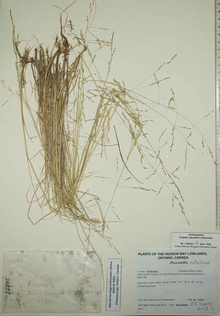 nuttall's alkali grass from Canada, Ontario, KENORA County ...